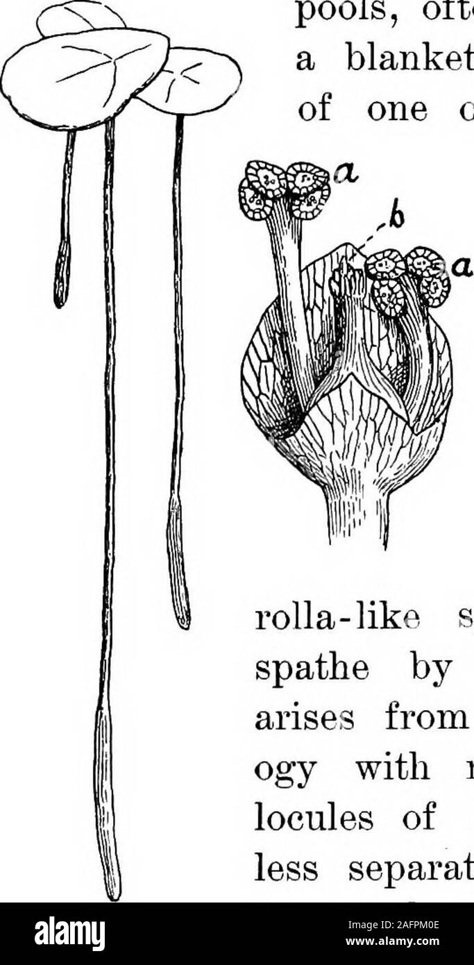 Spathe leaf Black and White Stock Photos & Images - Alamy