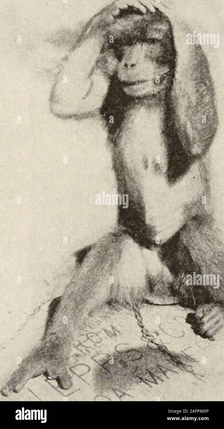 Catarrhine primates hi-res stock photography and images - Alamy