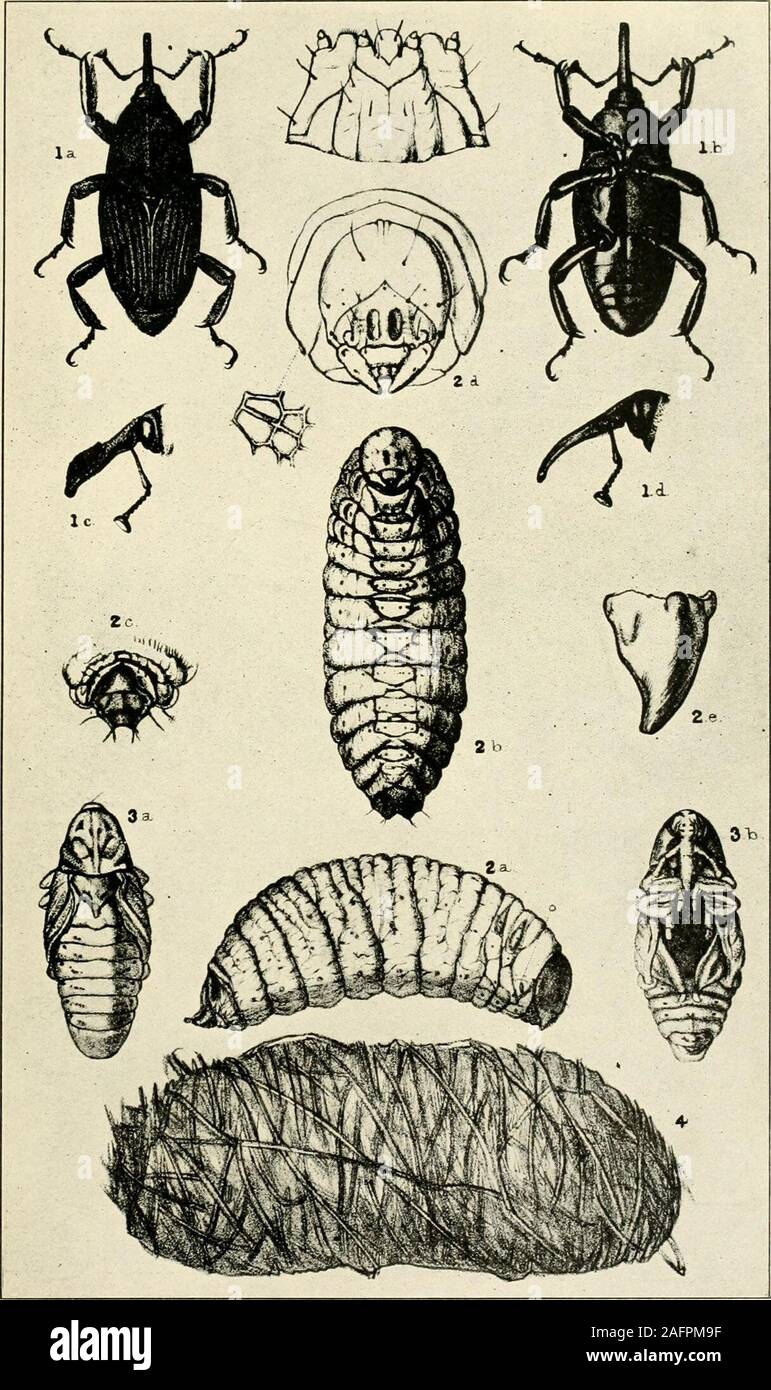 Insects in the palm trees hi-res stock photography and images - Alamy