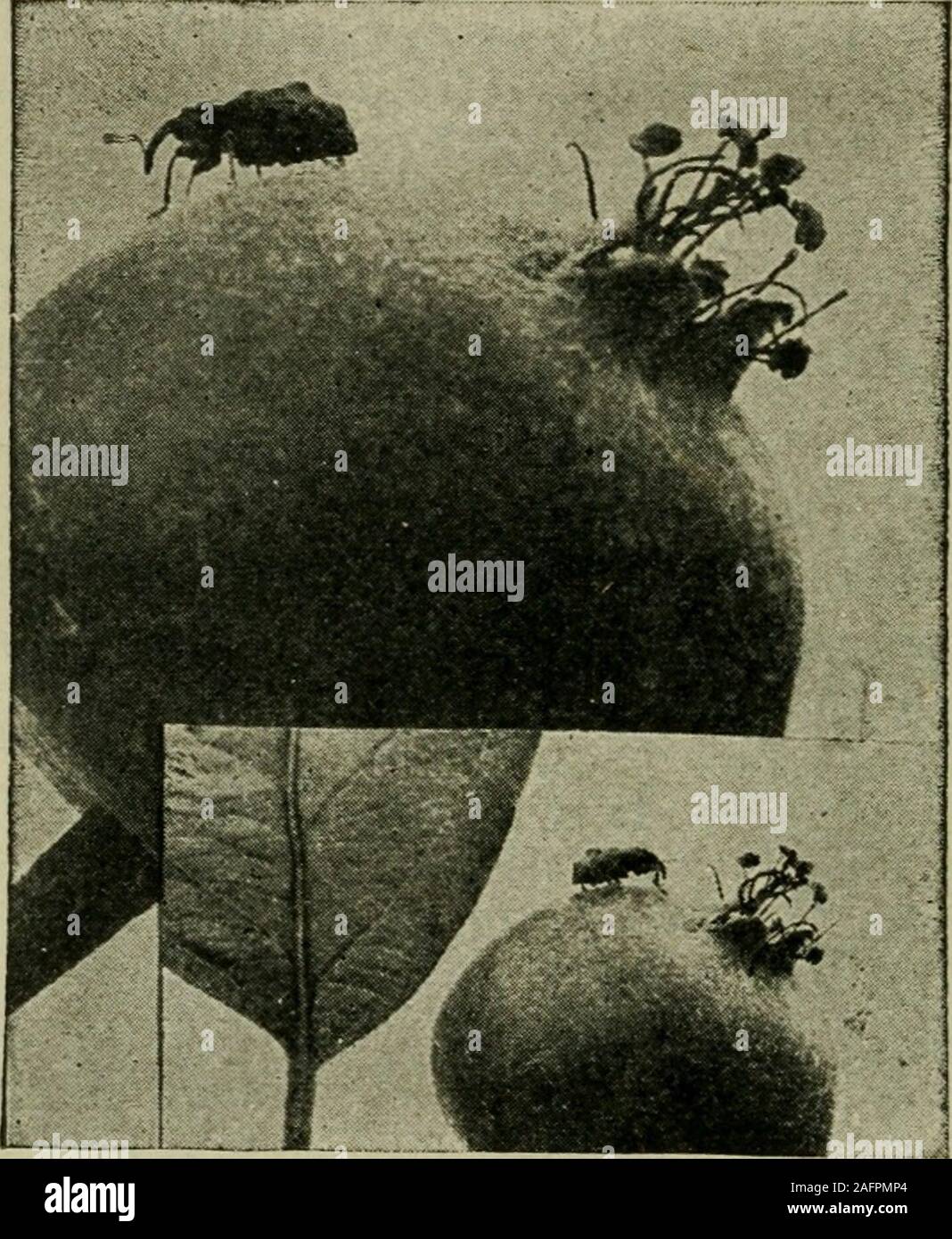 . The fruit-growers guide-book. from each other but either of them ...