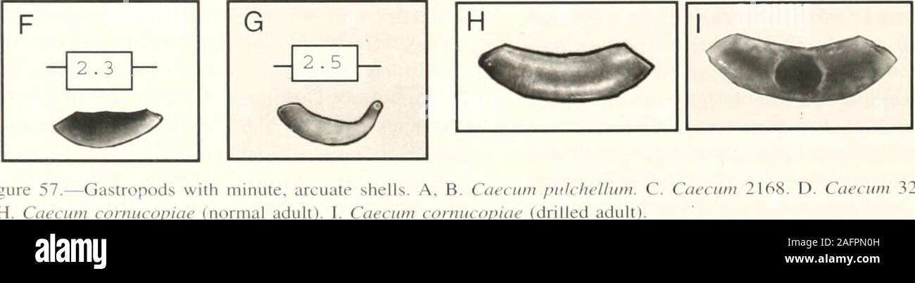 Taxon profile hi-res stock photography and images - Alamy