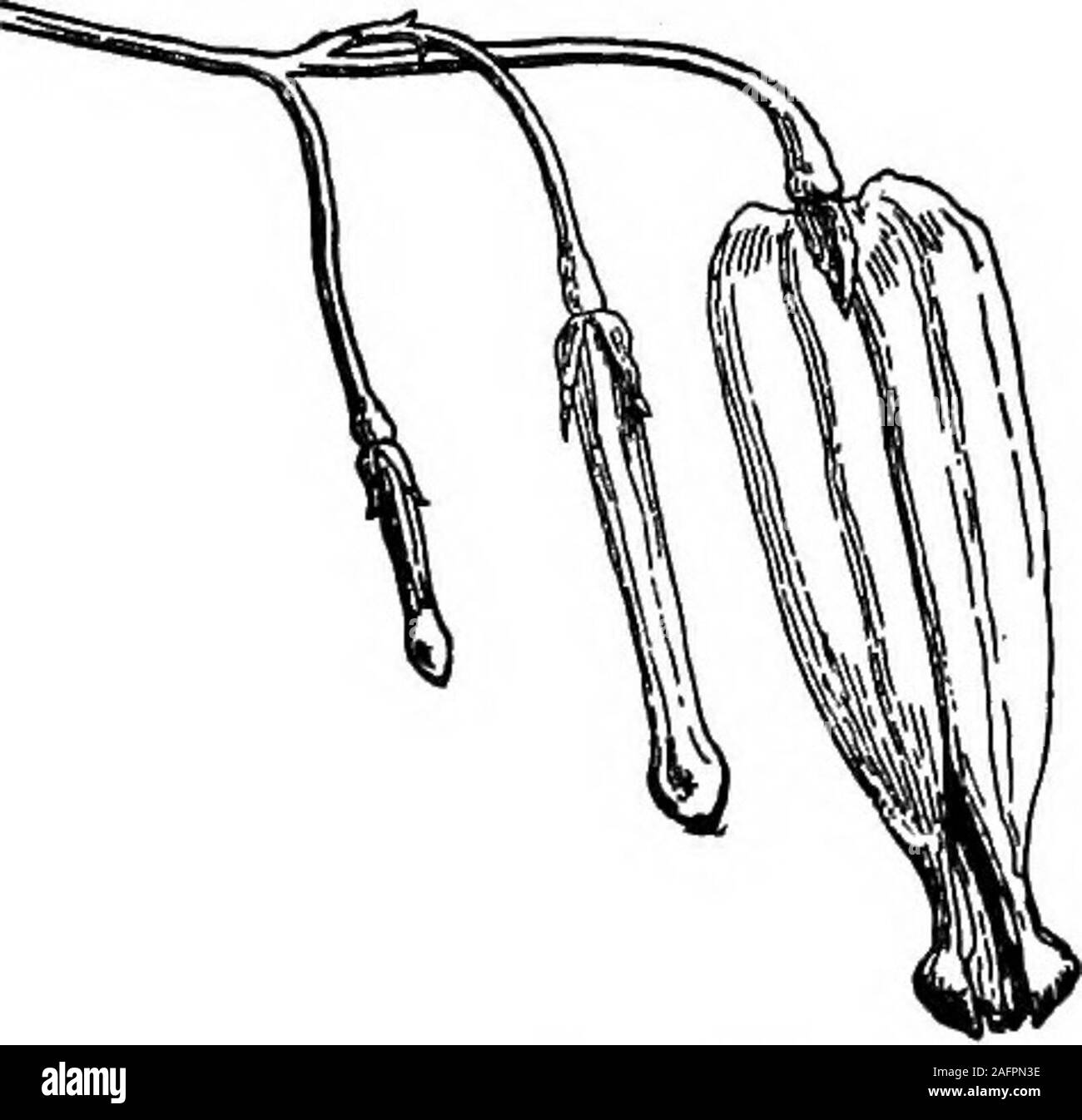 Tetramerous Black and White Stock Photos & Images - Alamy