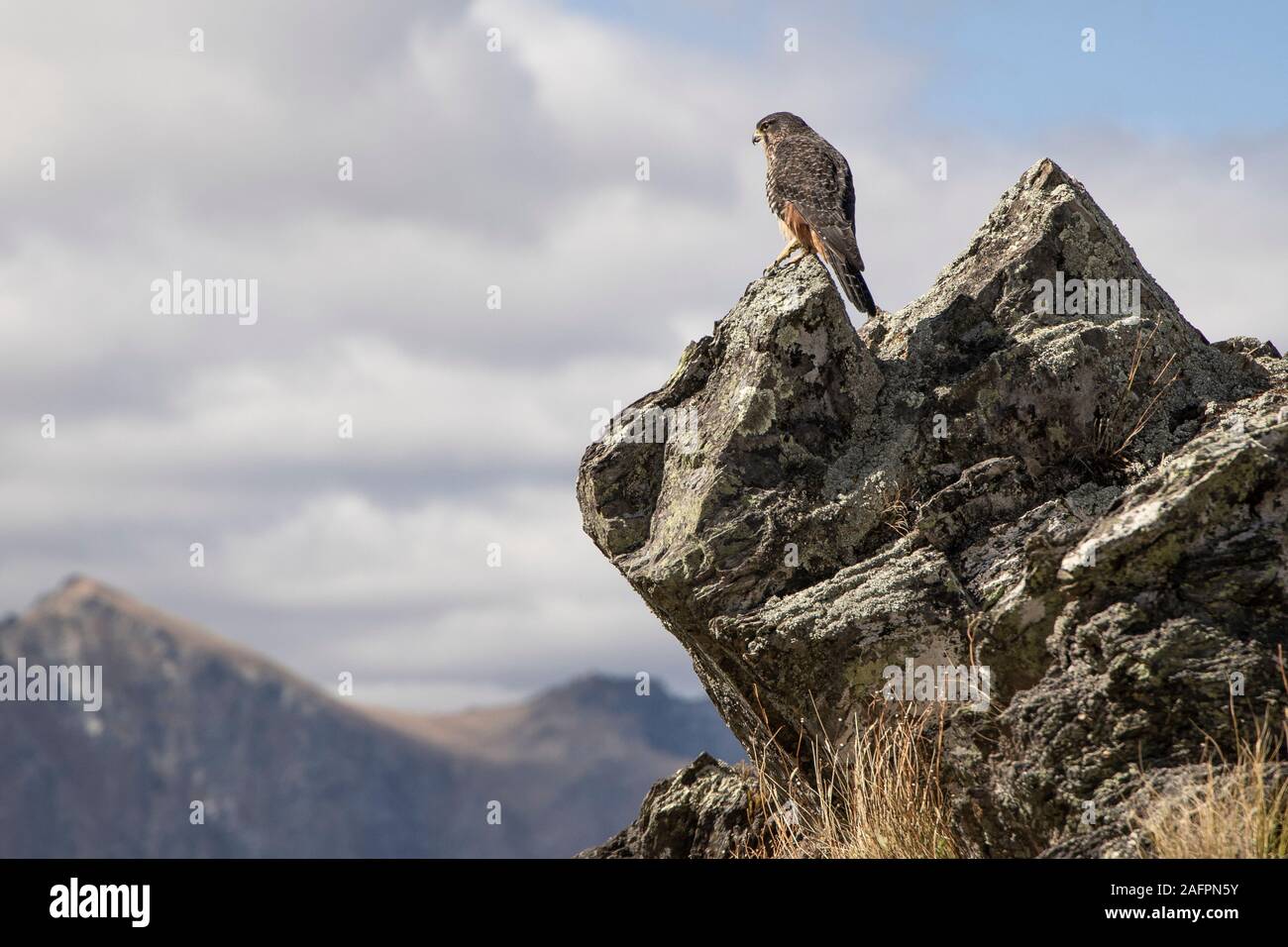 New Zealand Falcon Stock Photo - Alamy