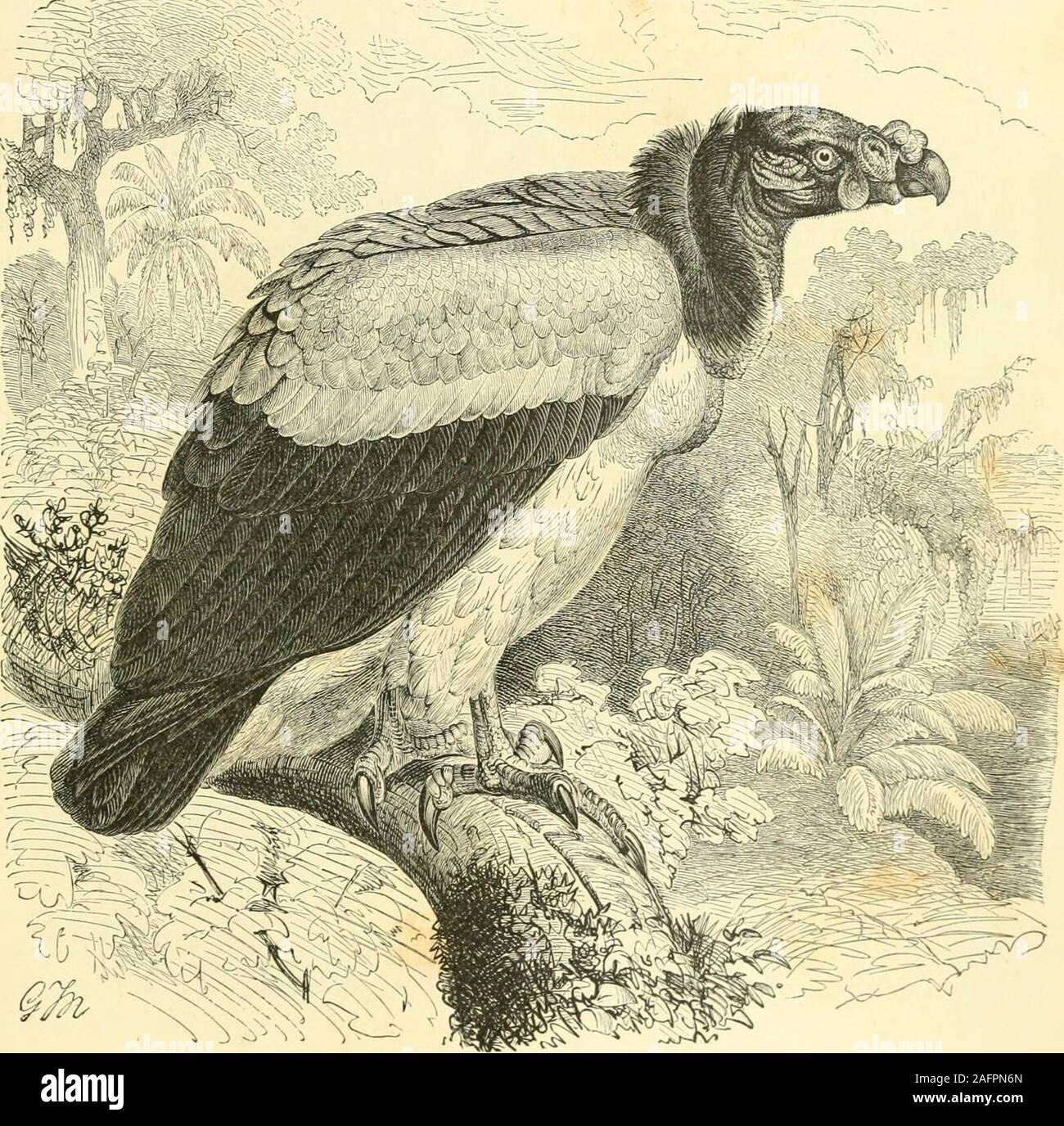 Black wing under coverts hi-res stock photography and images - Alamy