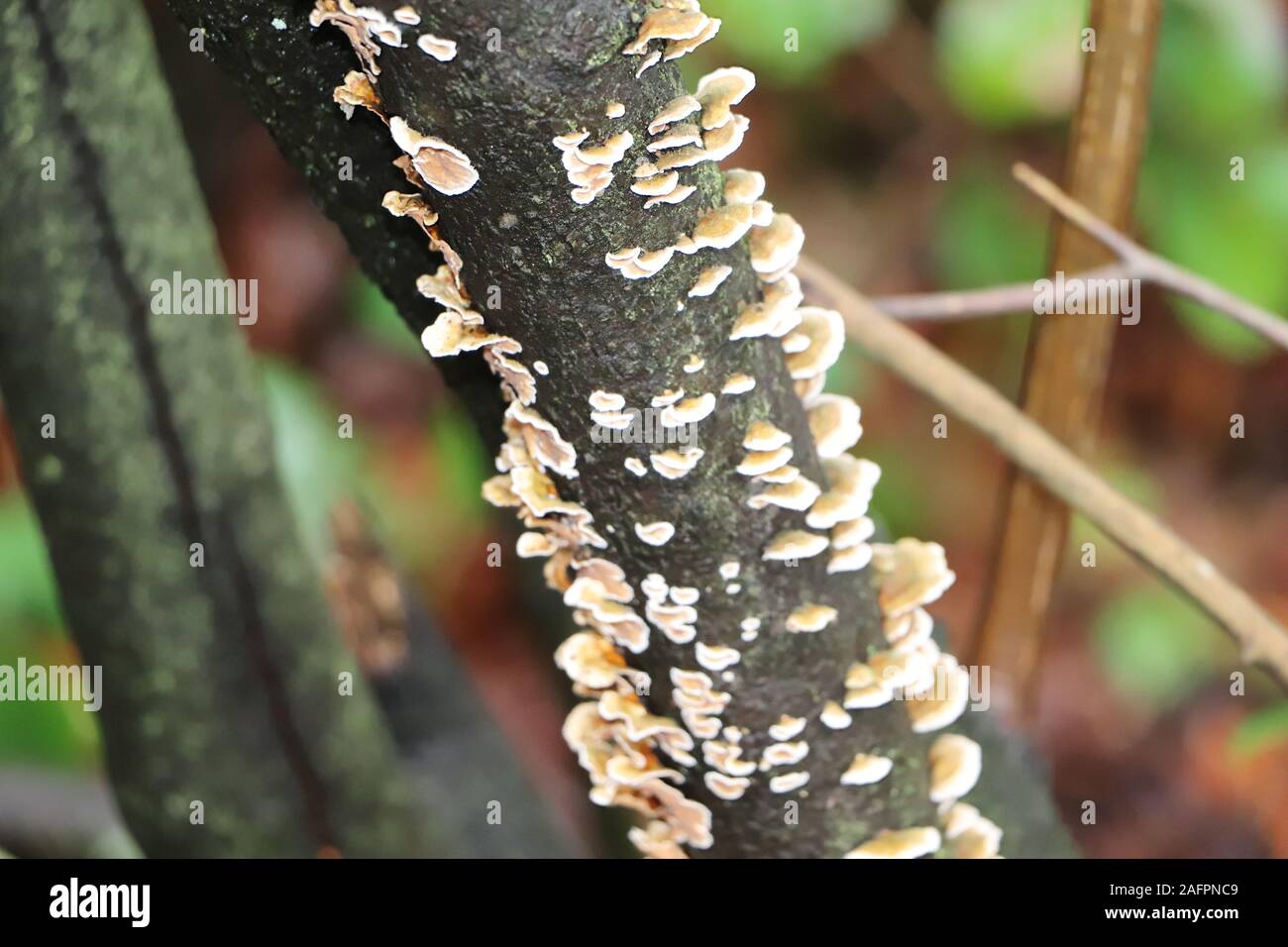 Bracket fungi on a standing dead maple tree that looks like young ...