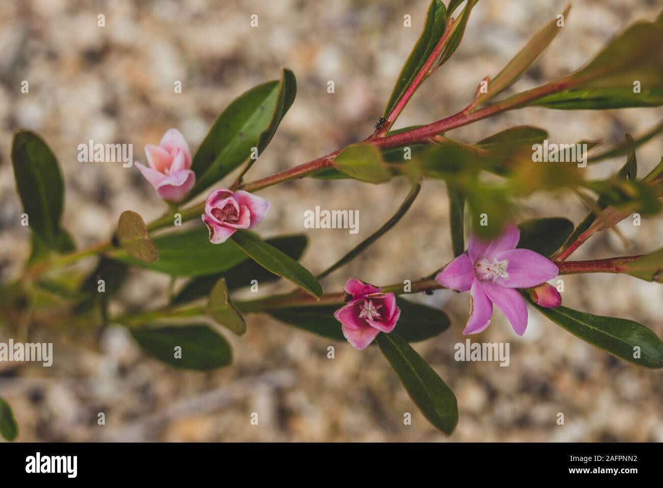 close-up of native Australian crowea plant wih pink flowers outdoor in ...