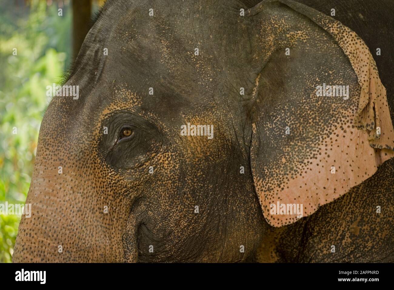 Animal skin markings hi-res stock photography and images - Alamy