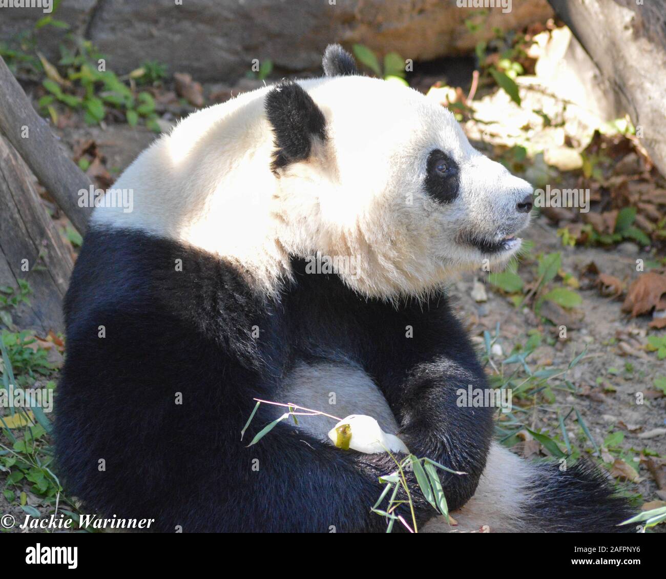 Panda Holding a Popsicle Stock Photo - Alamy