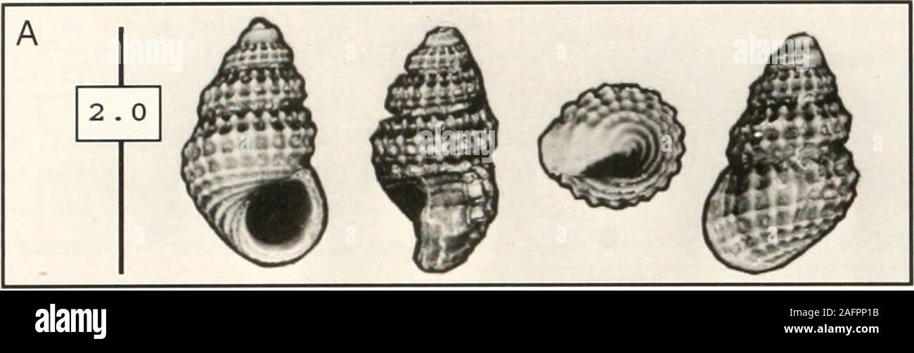 . Bulletins of American paleontology. lar. No siphonal notch. First two ...