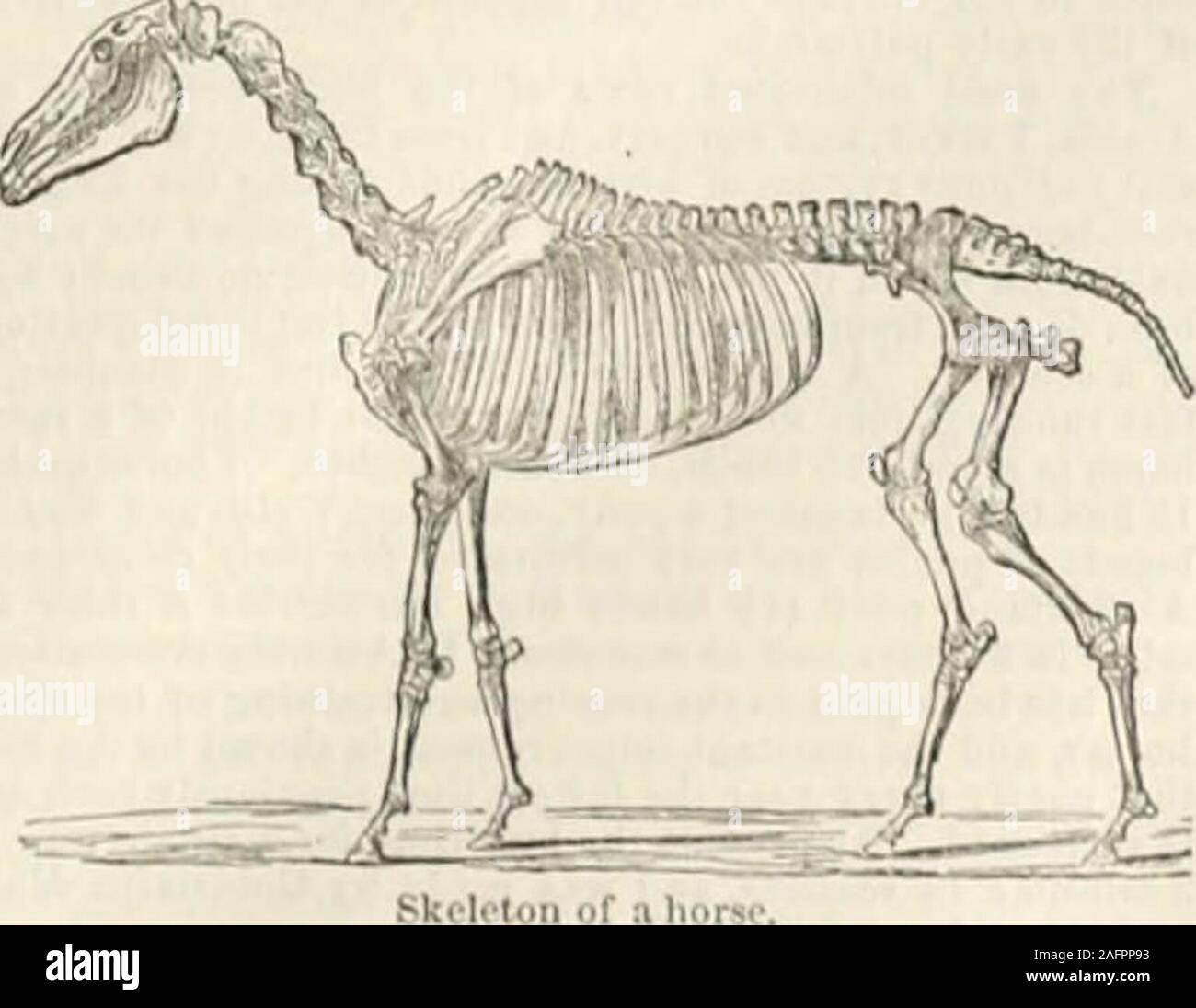 Astragalus Bone Dinosaur