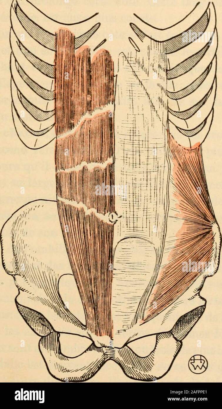 Anatomie du bassin hi-res stock photography and images - Alamy