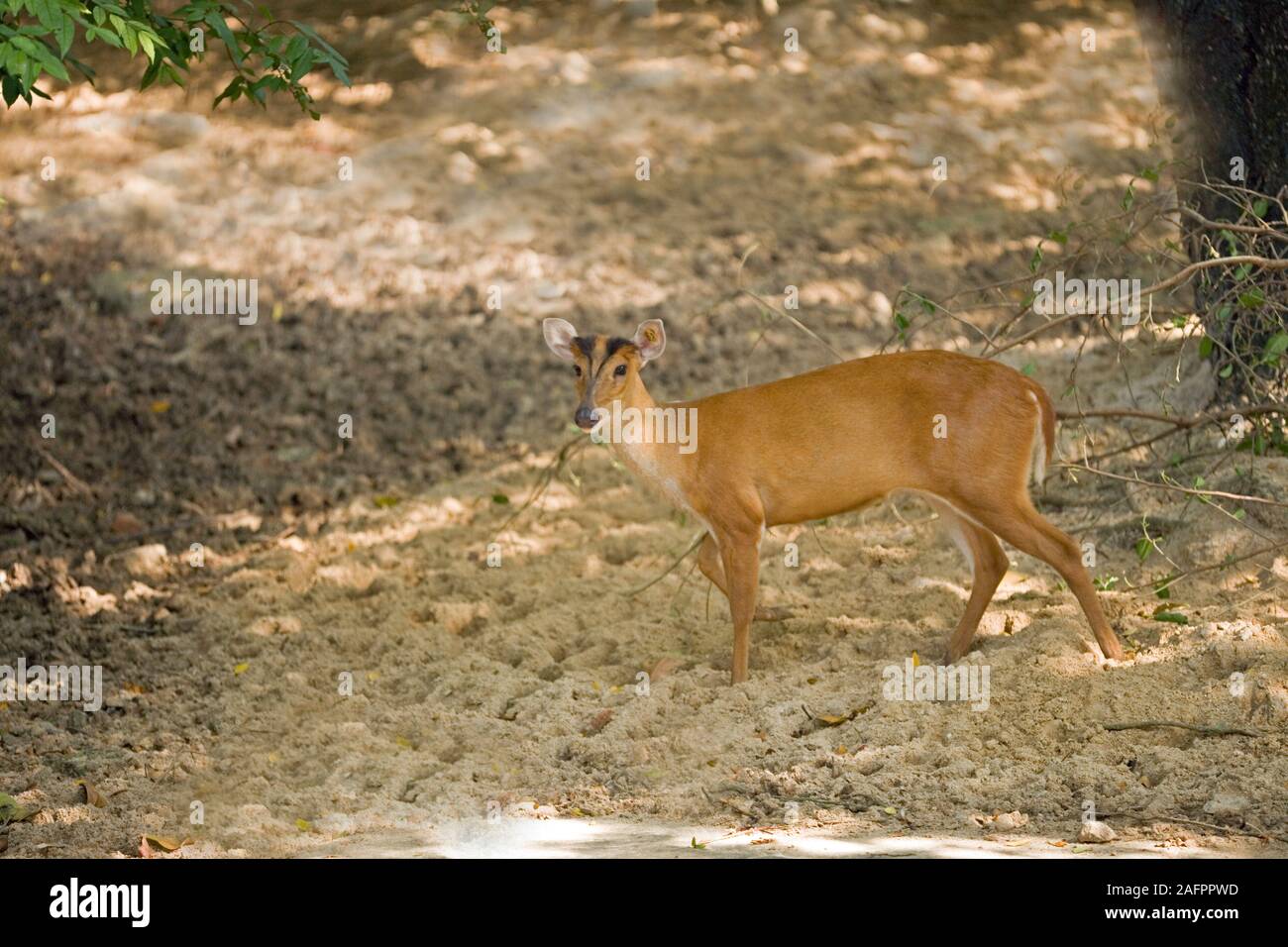 FEA'S MUNTJAC Muntiacus feae or Tenadderim muntjac. Native to western ...