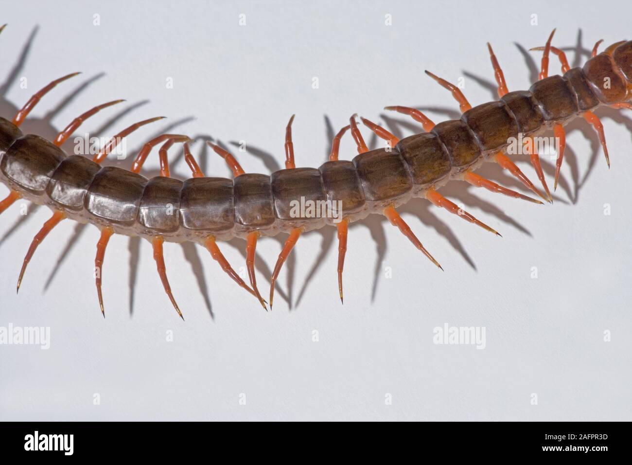 GIANT CENTIPEDE (Scolopendra sp. ). Mid-section of body showing legs in ...