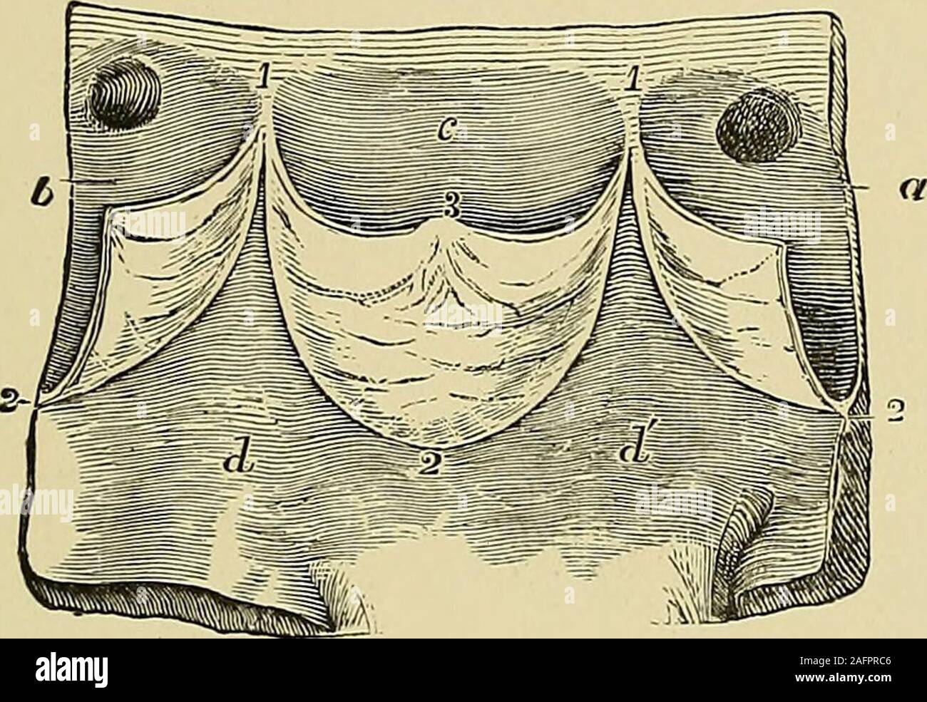 Nodulus hi-res stock photography and images - Alamy