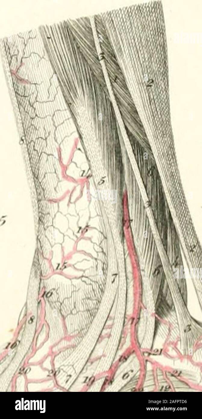 . Plates of the arteries of the human body. Fi(f i rjc, 3 Fiif .5 Stock ...