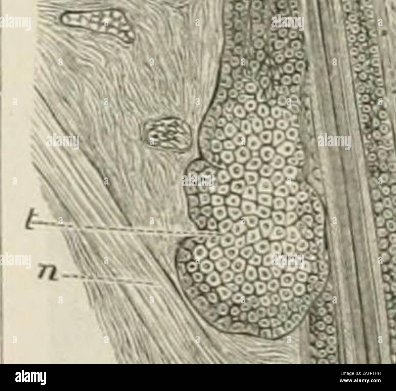 Downy beard hi-res stock photography and images - Alamy