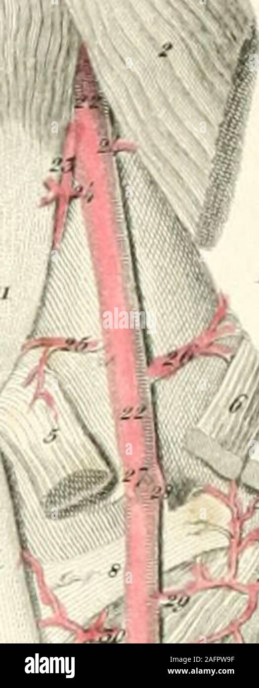 . Plates of the arteries of the human body. //.f} *« ill Stock Photo ...