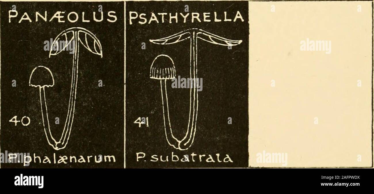 . Synopsis of the British Basidiomycetes ; a descriptive catalogue of ...