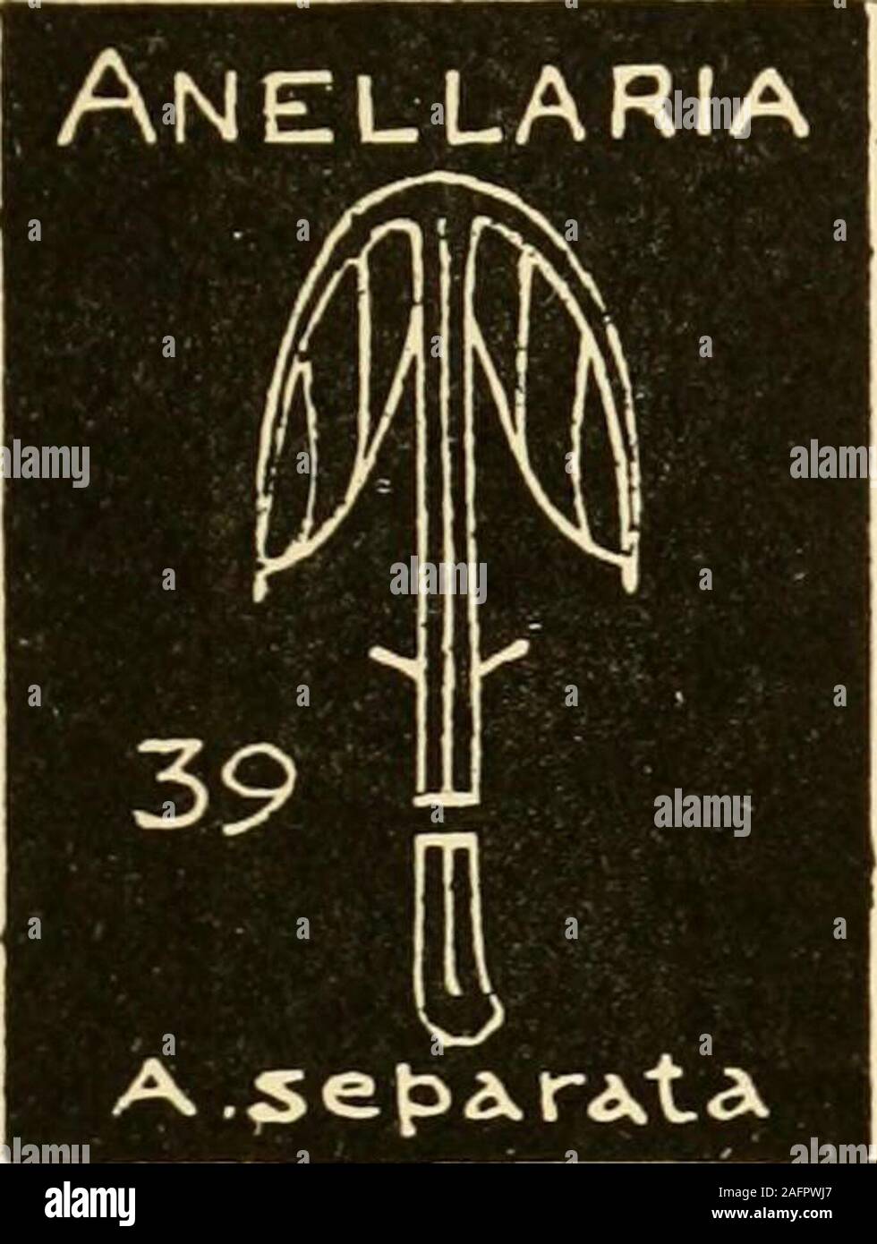 . Synopsis of the British Basidiomycetes ; a descriptive catalogue of ...
