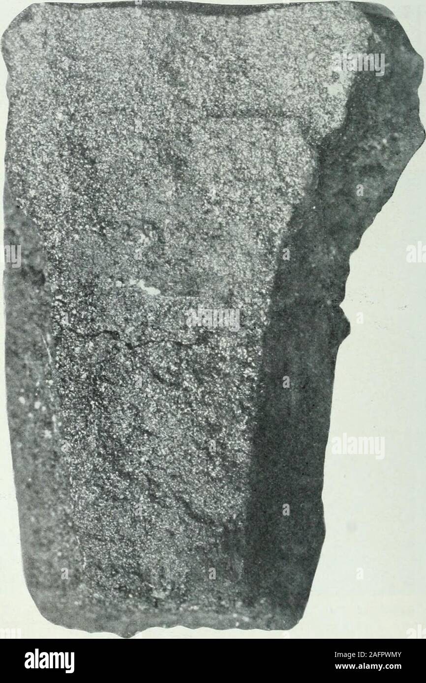 . Transactions. .;•- c-?« Fig. 13.—Corxer of Pig Shown in Fig. 2. Note ...