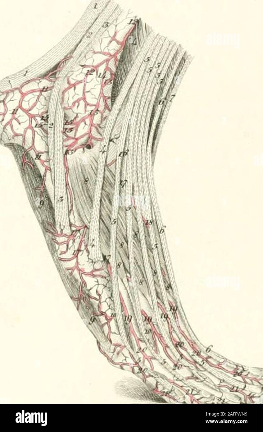 . Plates of the arteries of the human body. n^.j.. V, ? x i Stock Photo ...