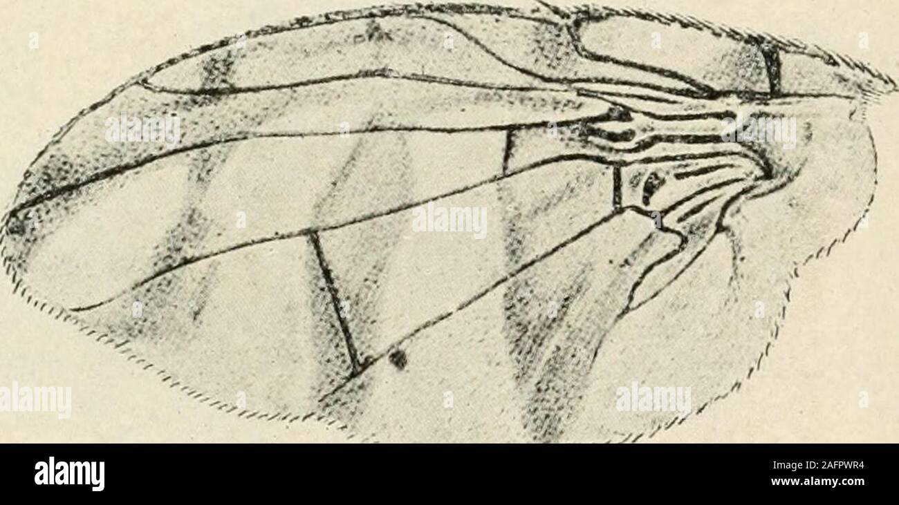 . A manual of dangerous insects likely to be introduced in the United ...