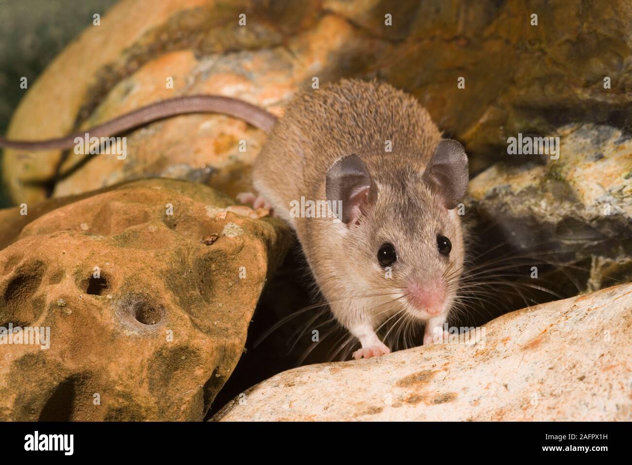 Spiny mouse hi-res stock photography and images - Alamy
