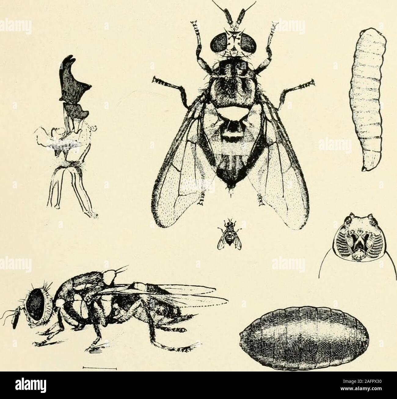 . A manual of dangerous insects likely to be introduced in the United ...