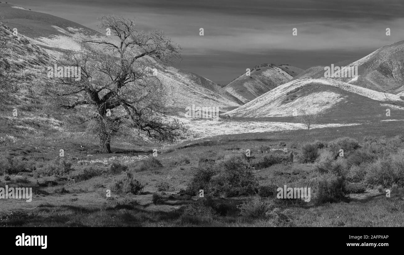 Blue flowers violet green Black and White Stock Photos & Images - Alamy