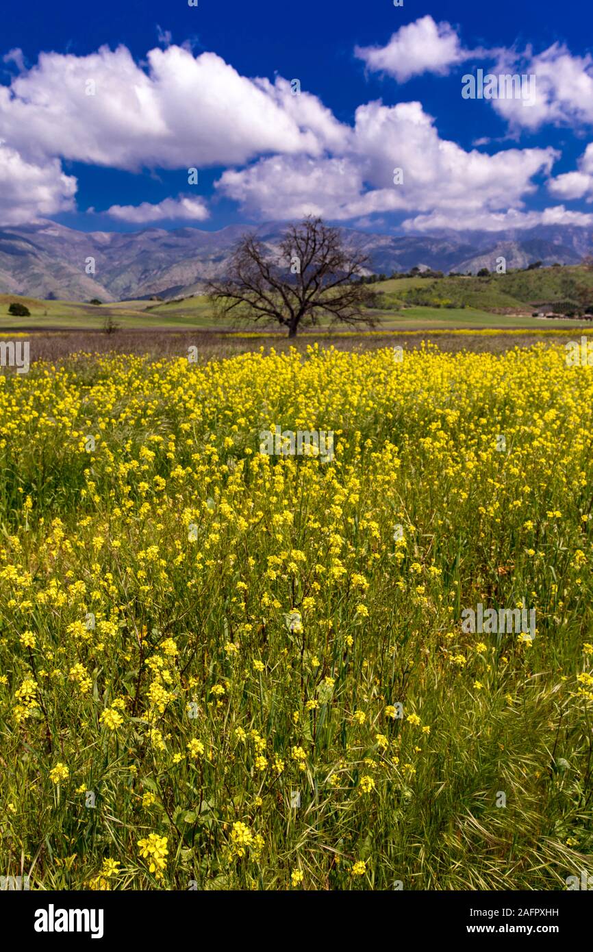 California oak tree in mustard hi-res stock photography and images - Alamy