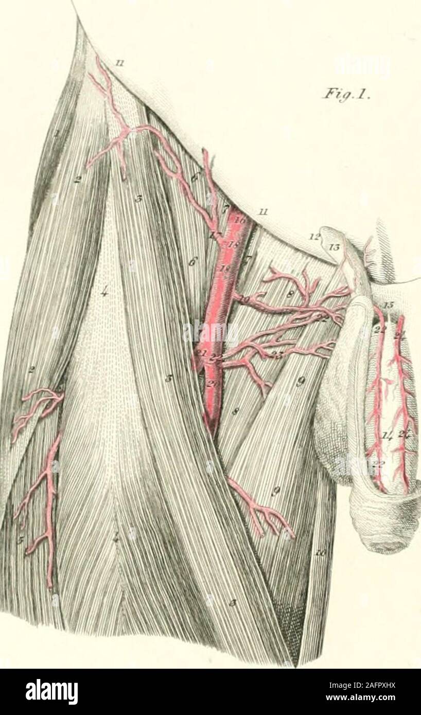Perforating muscular arteries hi-res stock photography and images - Alamy