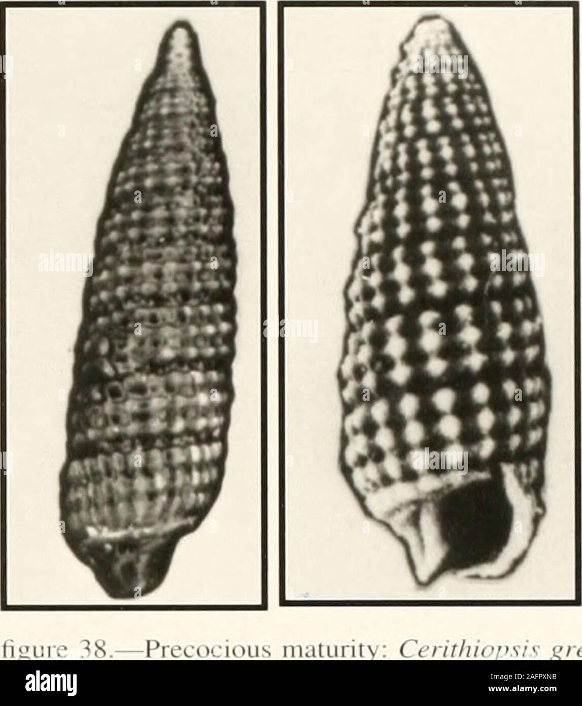 Molluscan evolution hi-res stock photography and images - Alamy