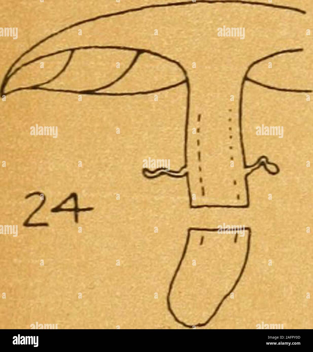. Synopsis of the British Basidiomycetes ; a descriptive catalogue of ...