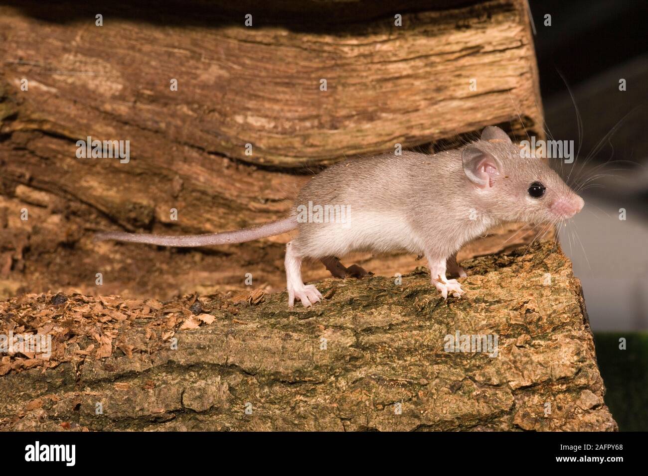 Threatened and endangered hi-res stock photography and images - Alamy
