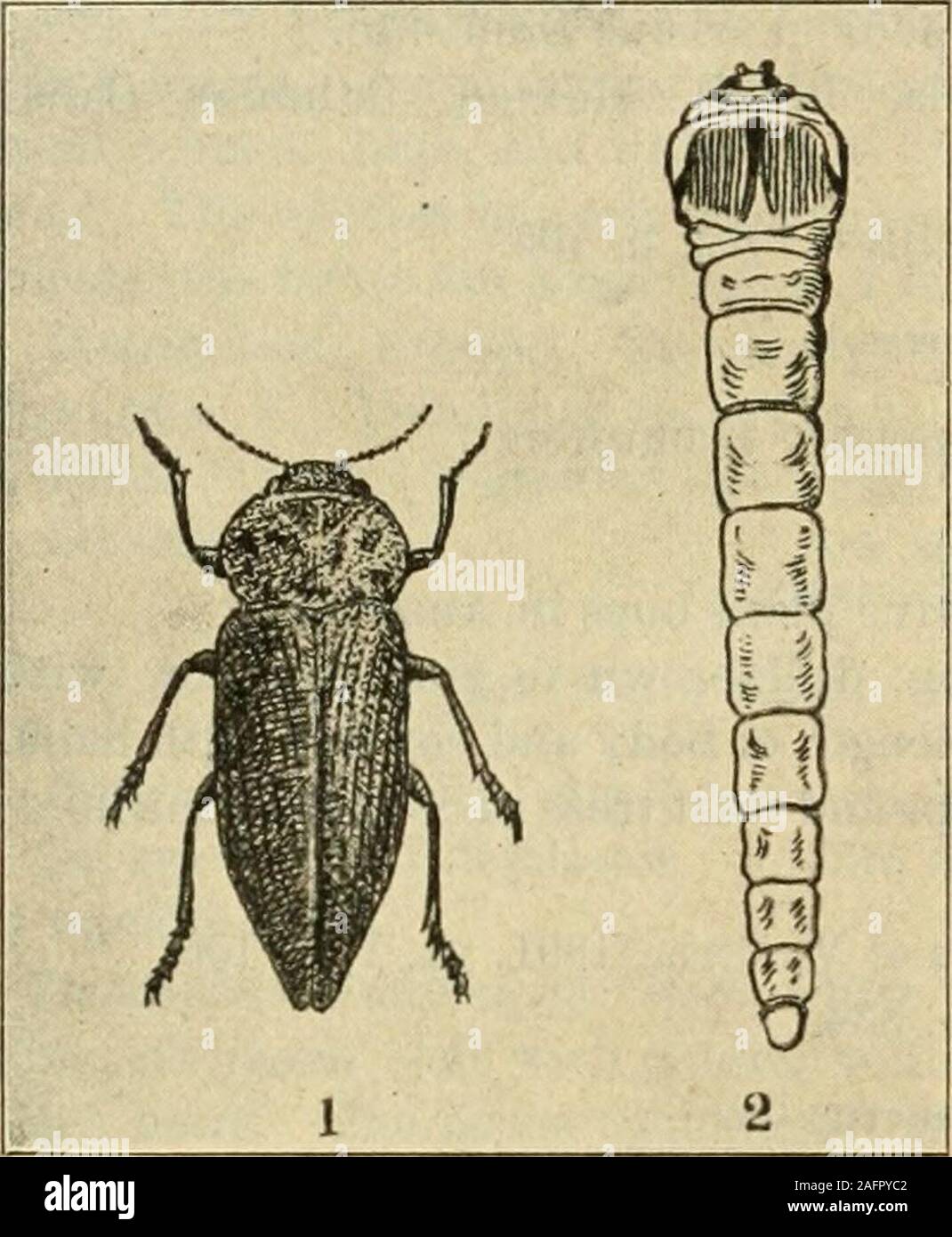 Mauritius and u s virgin islands hi-res stock photography and images ...