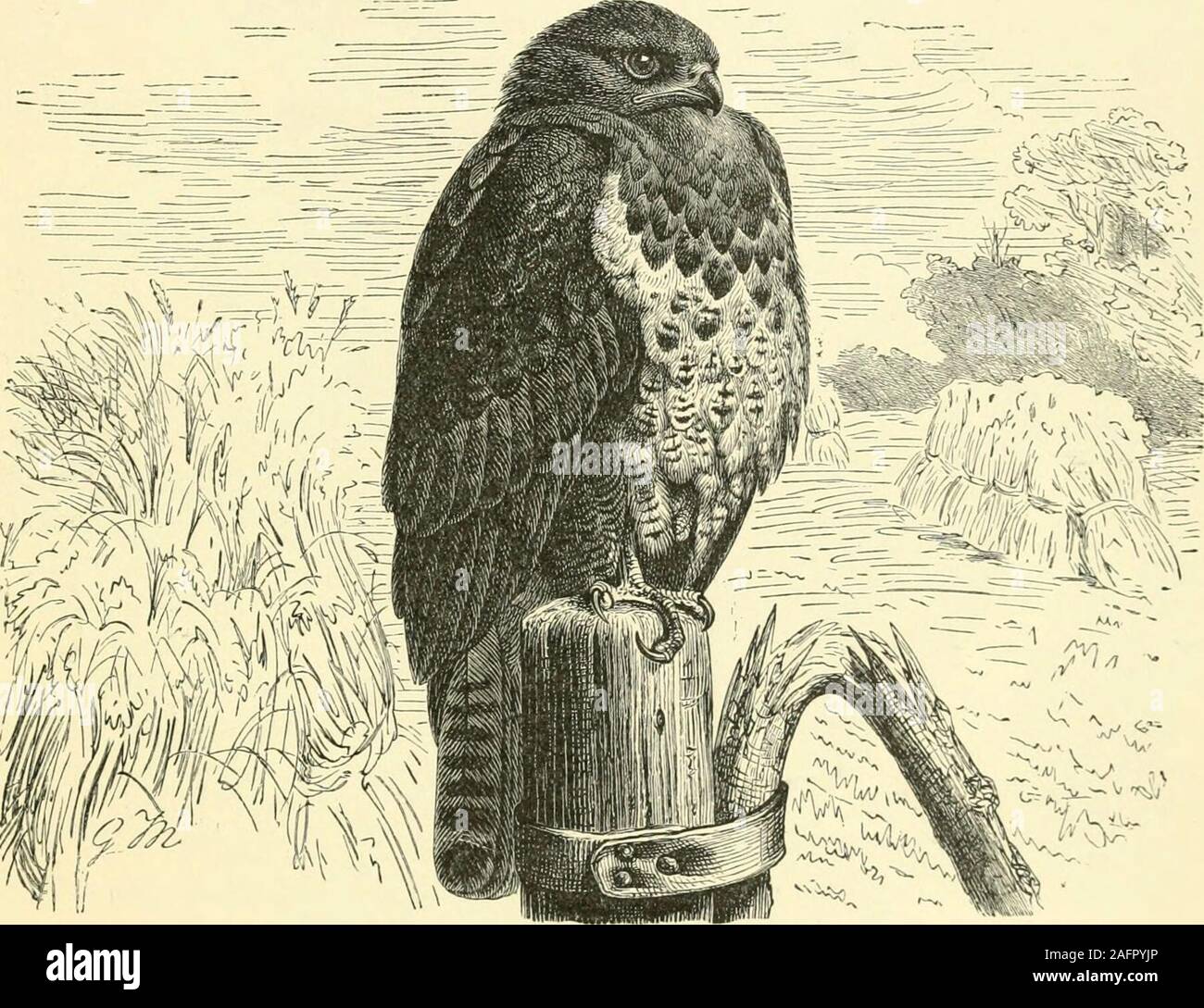 Light brown upper parts hi-res stock photography and images - Alamy