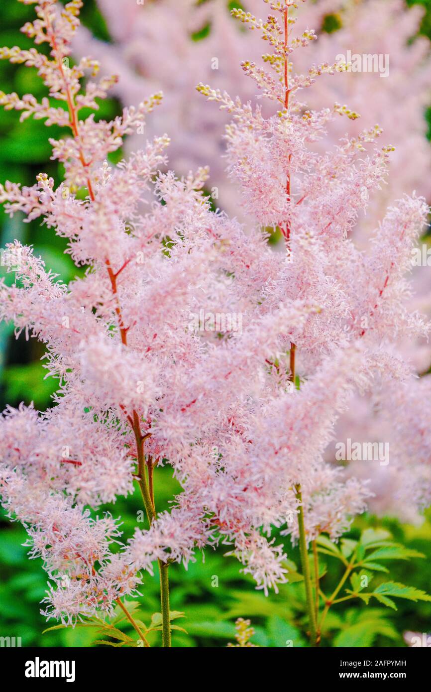 Aruncus dioicus or goat beard pink plant close up on green on blurred ...