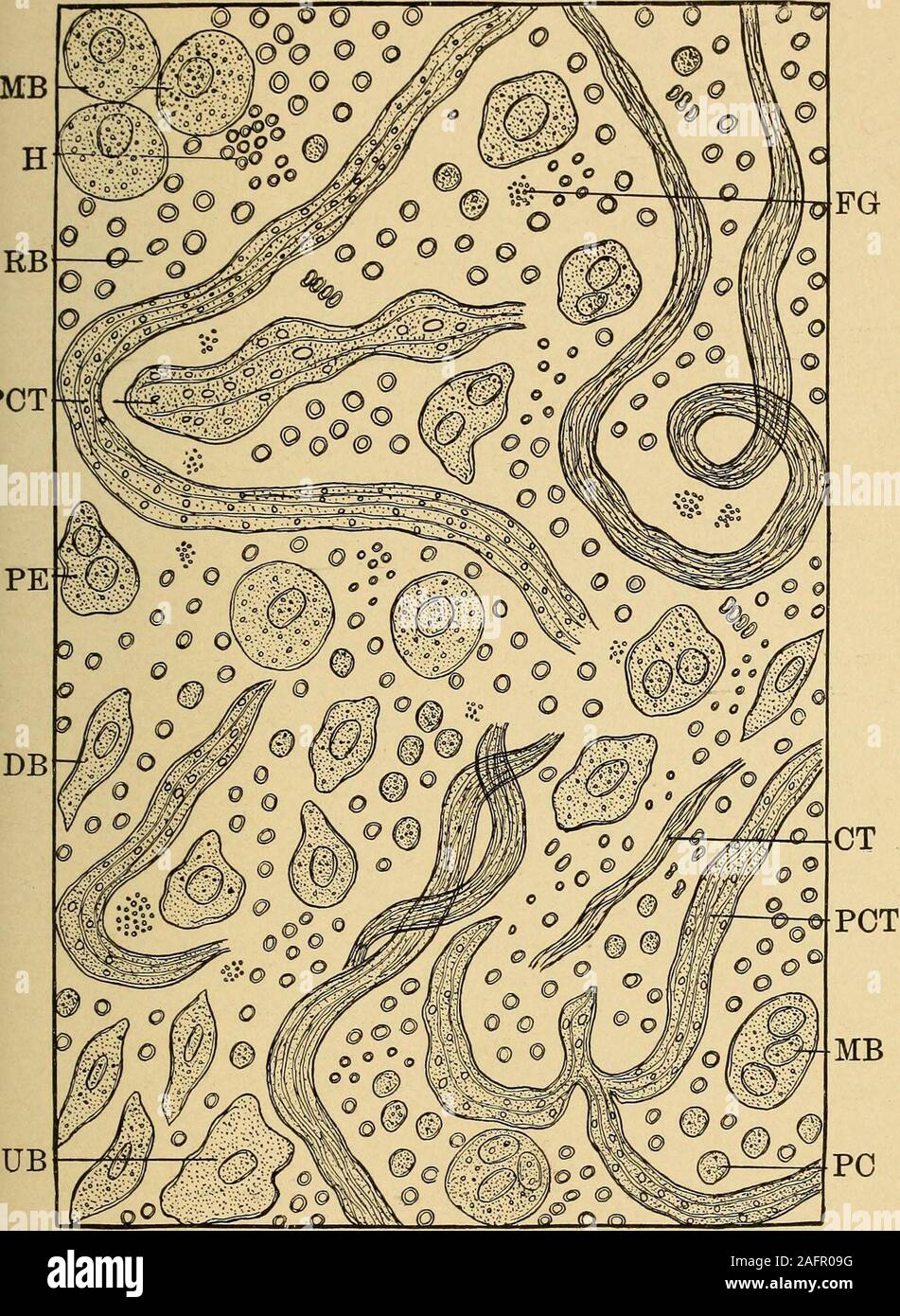 Villous formations hi-res stock photography and images - Alamy