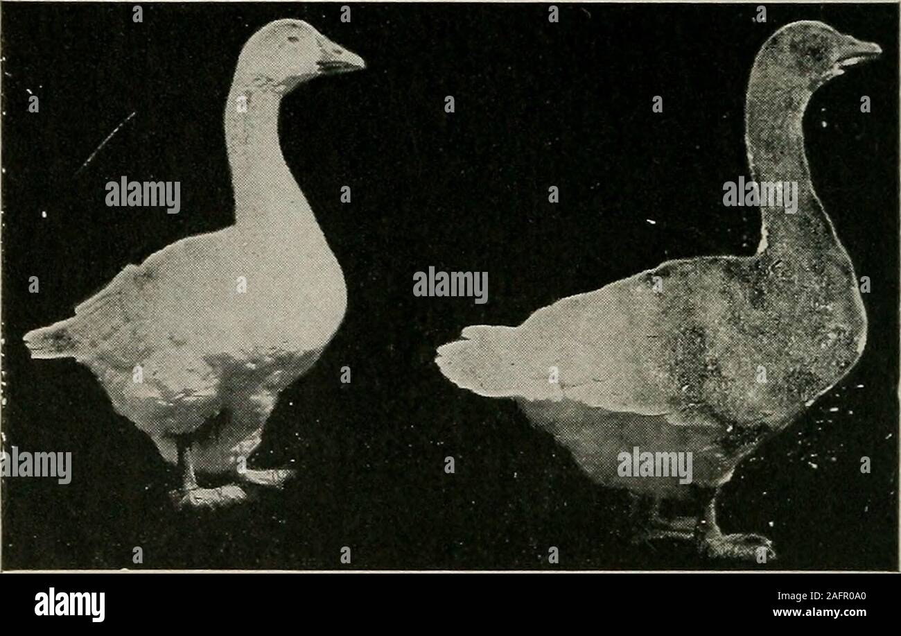 Snapping goose hi-res stock photography and images - Alamy