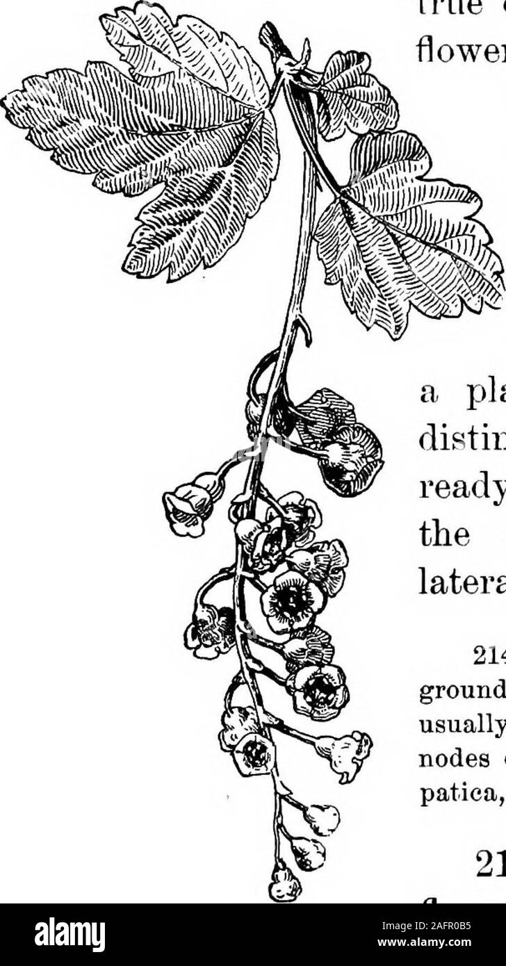 Flowers forms Black and White Stock Photos & Images - Alamy