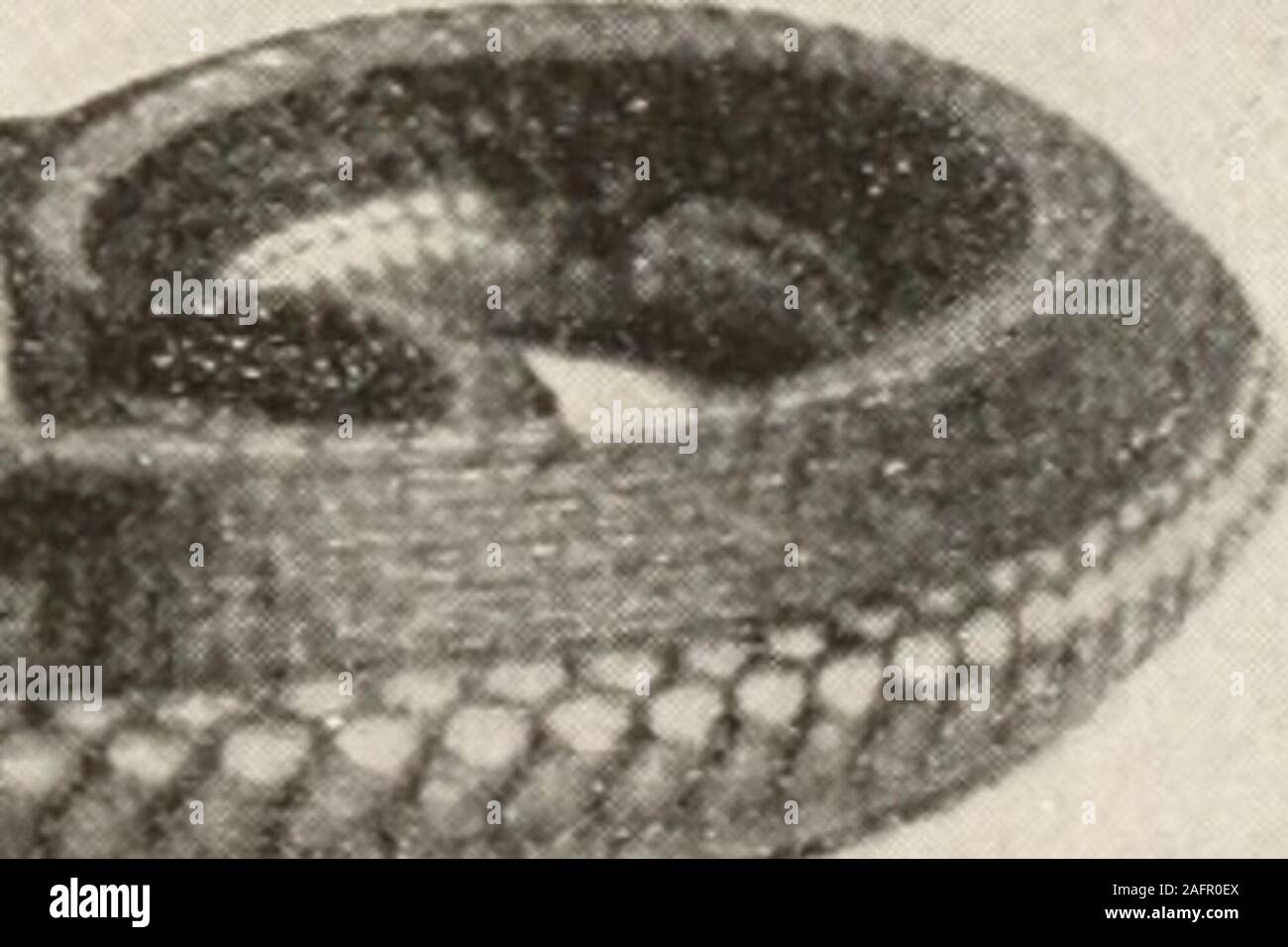 Human snake tongue hi-res stock photography and images - Alamy