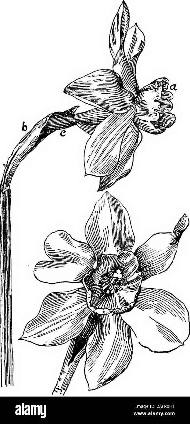 Three distinct flower forms hi-res stock photography and images - Alamy