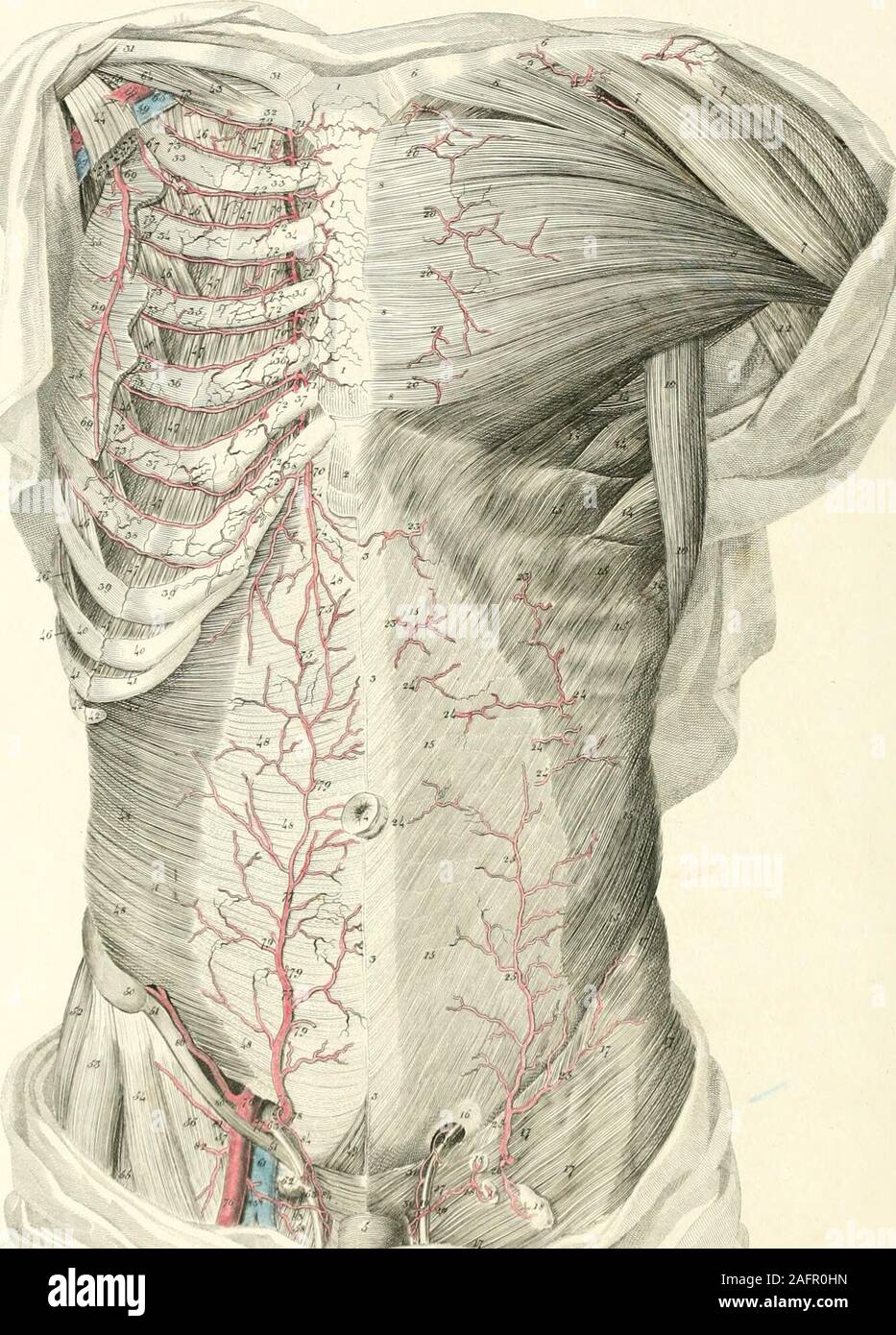 . Plates of the arteries of the human body. th lumbar artery of each ...