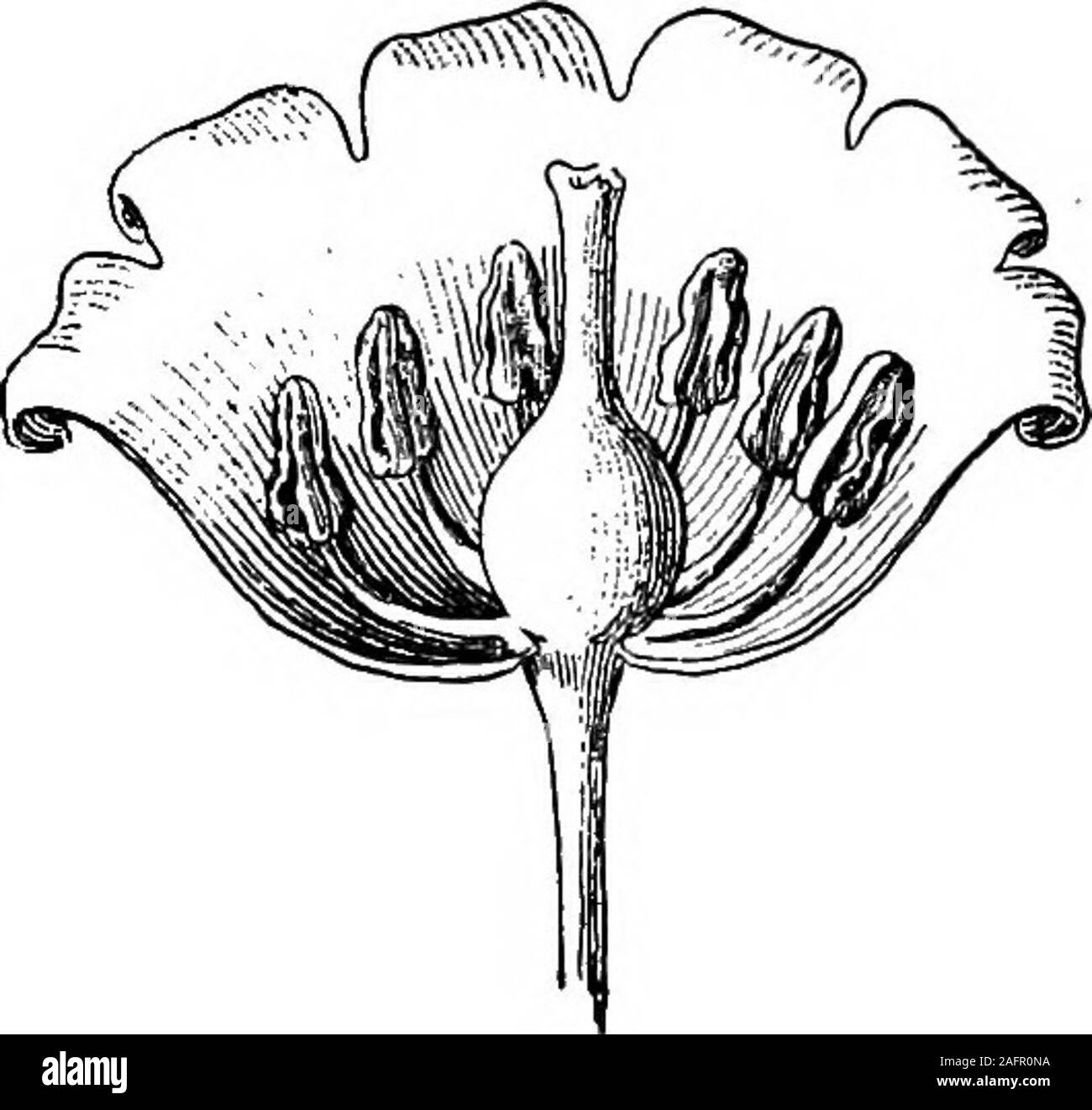 Typical corolla shape Black and White Stock Photos & Images - Alamy