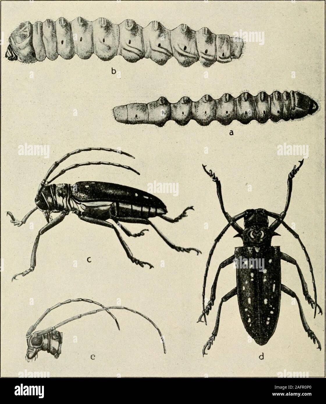 Linden borer hi-res stock photography and images - Alamy