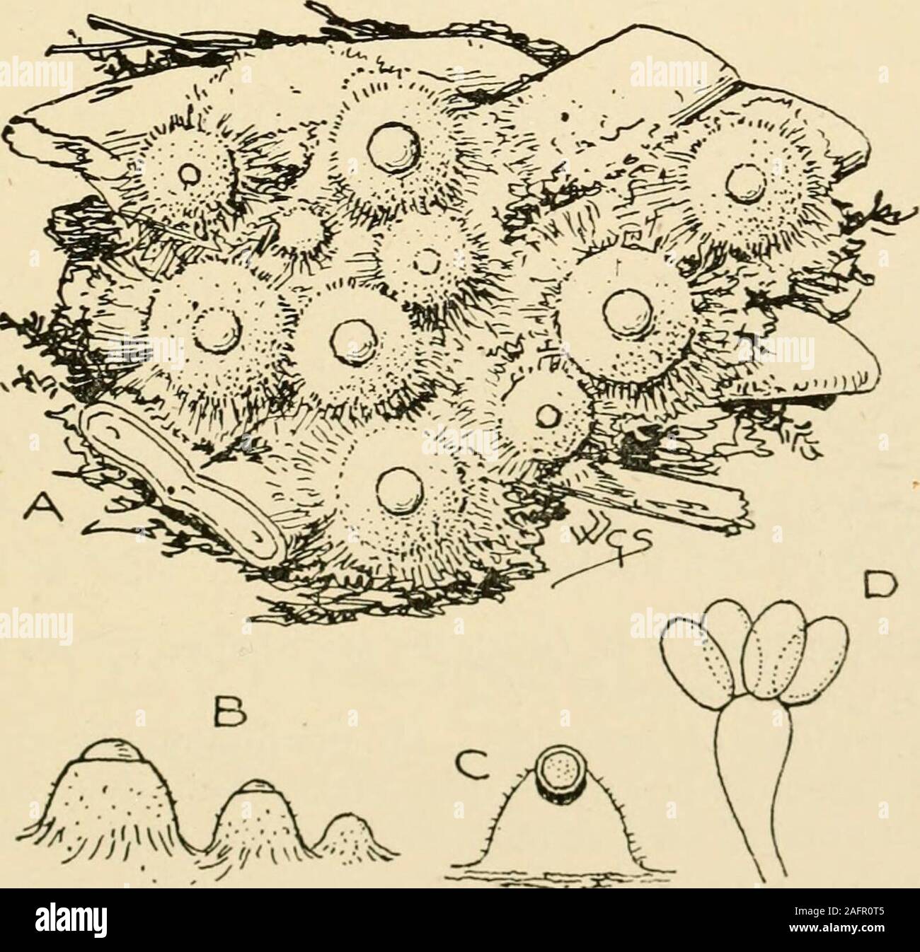 Globular spores hi-res stock photography and images - Alamy