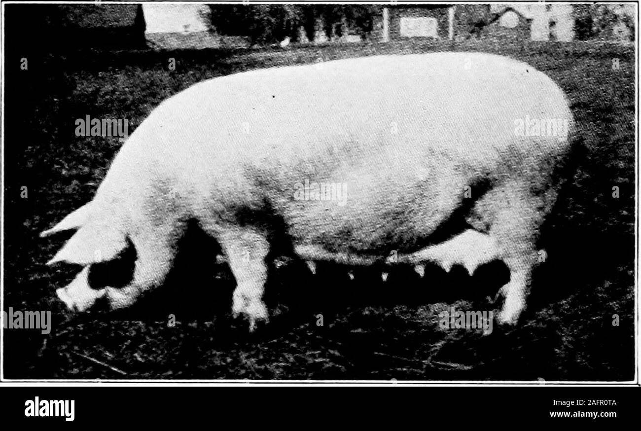 . Western agriculture. Figure 139.—A Chester White sow. In the bacon ...