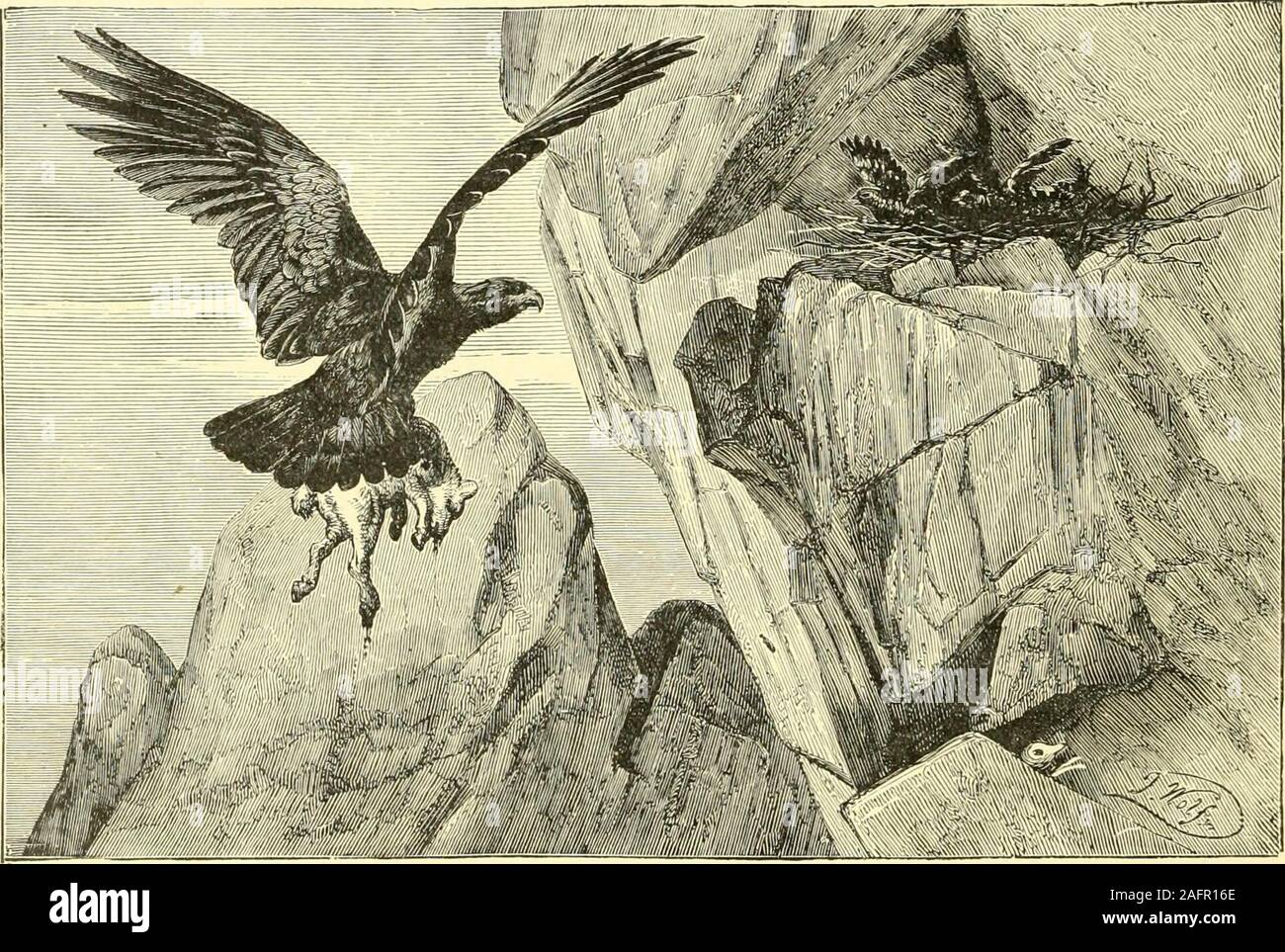 Carrion f hi-res stock photography and images - Alamy