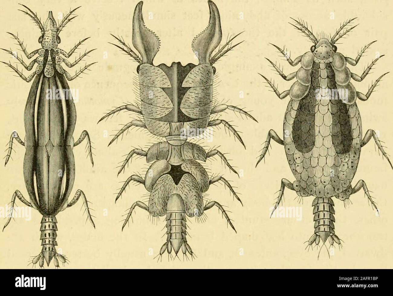 . The transformations (or metamorphoses) of insects (Insecta, Myriapoda ...