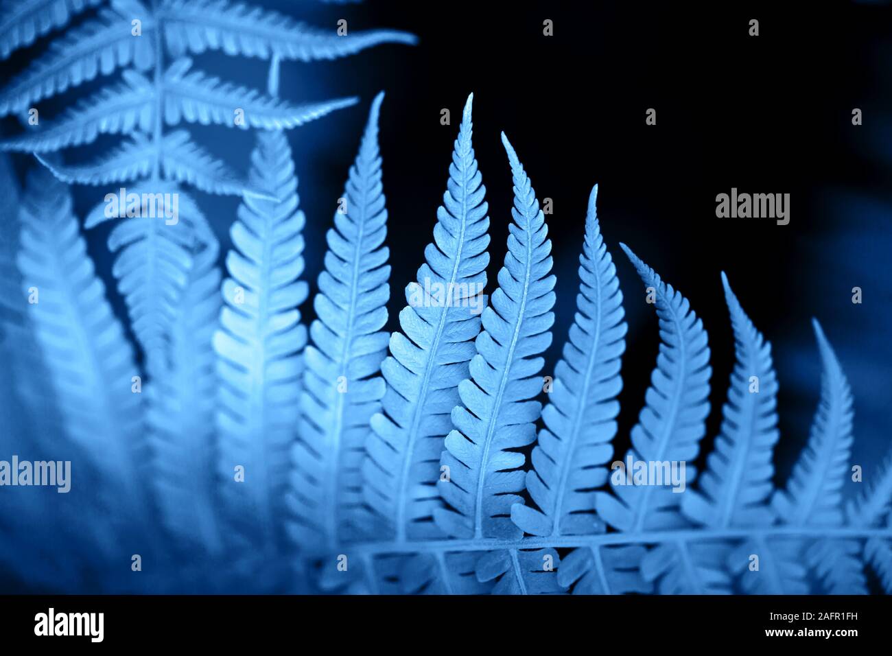 Beautiful fern leaves foliage in blue color. Perfect background for ...